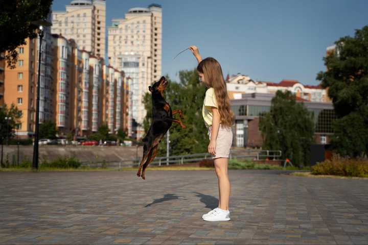 15 Trucos Divertidos Para Enseñar A Tu Perro