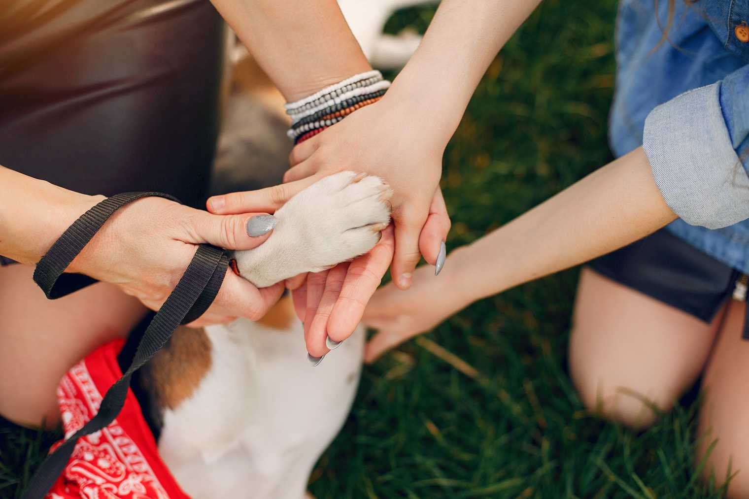 How to Properly Socialize a Puppy: Best Practices for Dog Owners