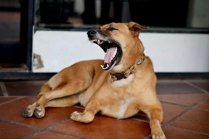 Lenguaje Corporal Canino Para Principiantes: Guía Completa