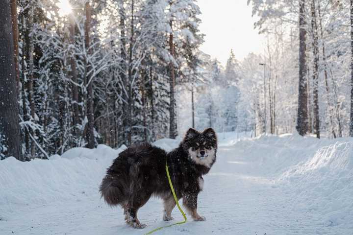 12 Dogs for Cold Weather: Your Complete Guide to Winter Dog Breeds