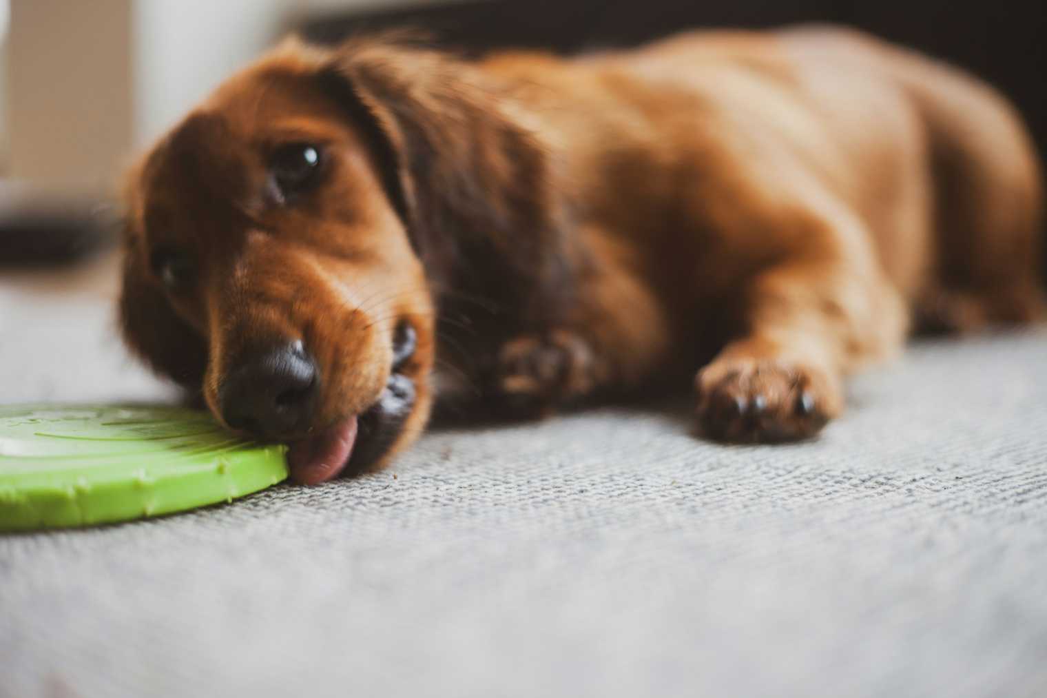 How to Get a Puppy to Stop Chewing on Things: A Complete Guide