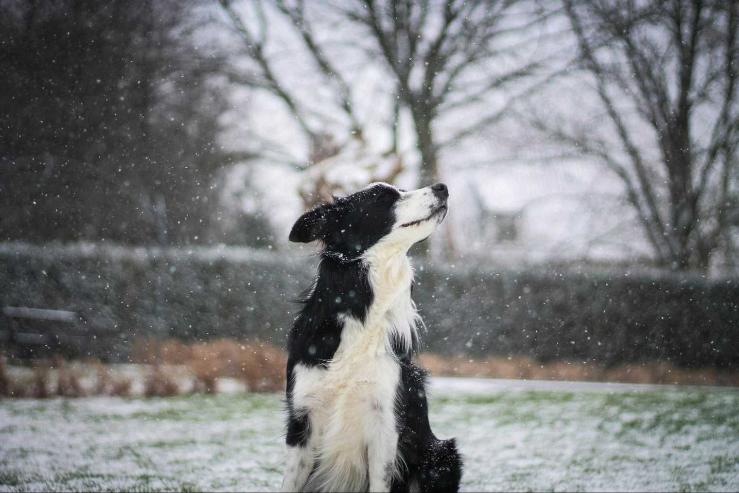 ¿Qué Temperatura Soportan Los Perros En El Exterior?