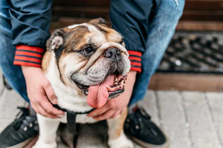 How to Tell and Treat Heat Stroke in Dogs