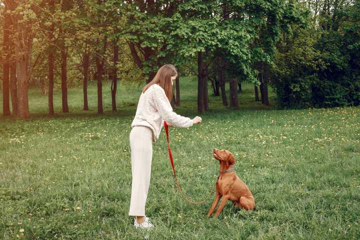 How to Teach Your Dog to Sit in 5 Steps