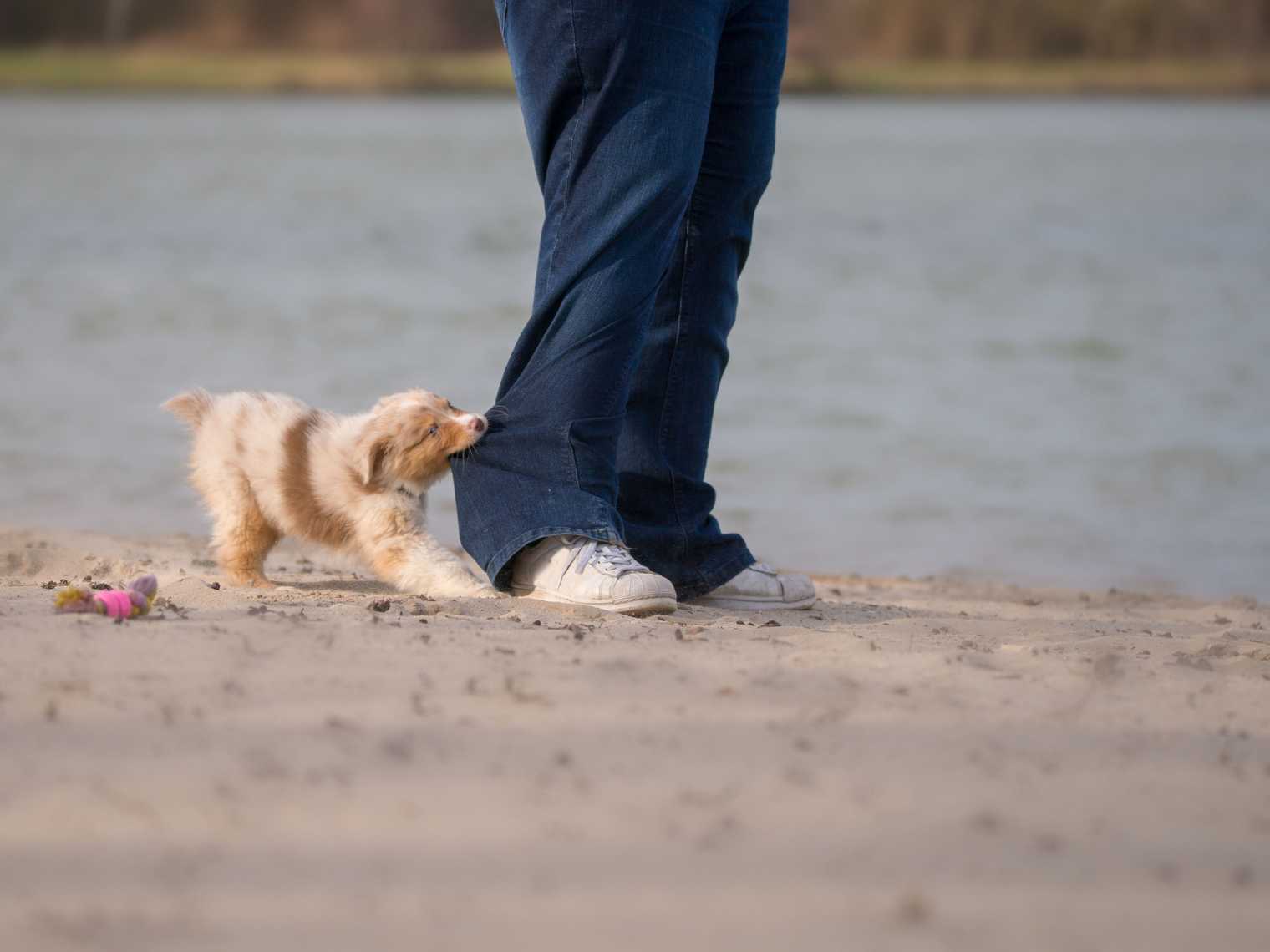 How to Teach a Puppy to Stop Biting in 7 Steps