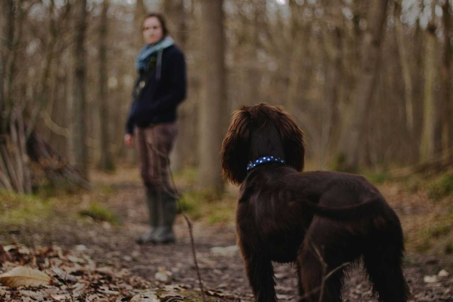 Teaching Dog to Stay: Step-by-Step Guide