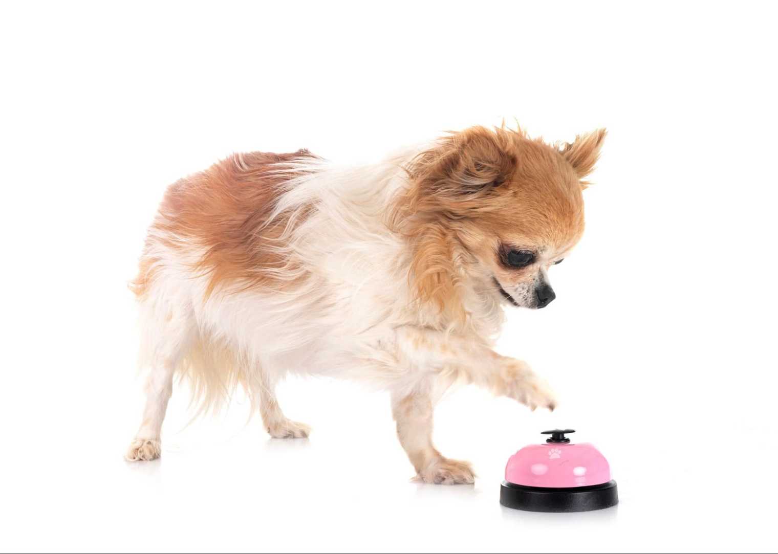 How to Train a Dog to Use a Bell: All Questions Answered
