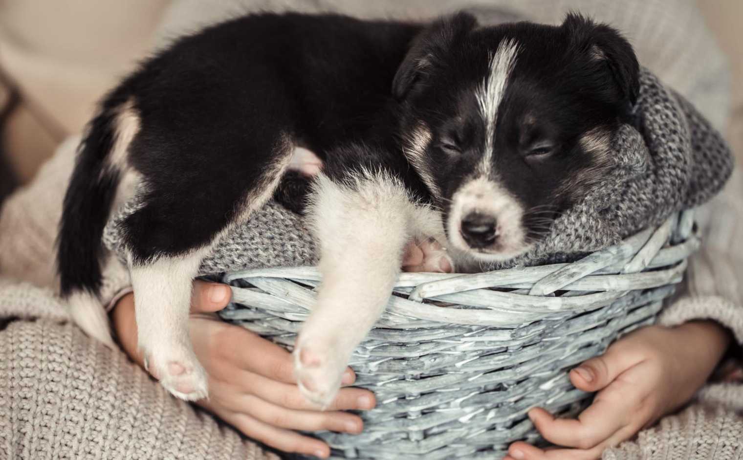 Puppy Growth: 7 Stages of Puppy Development