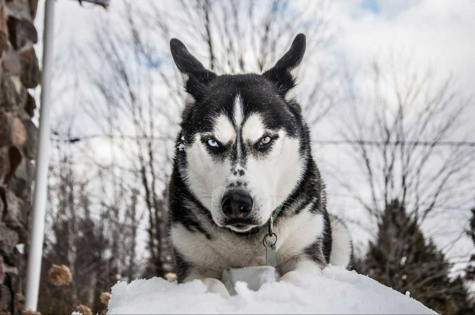 How Cold Is Too Cold for Dogs to Be Outside?