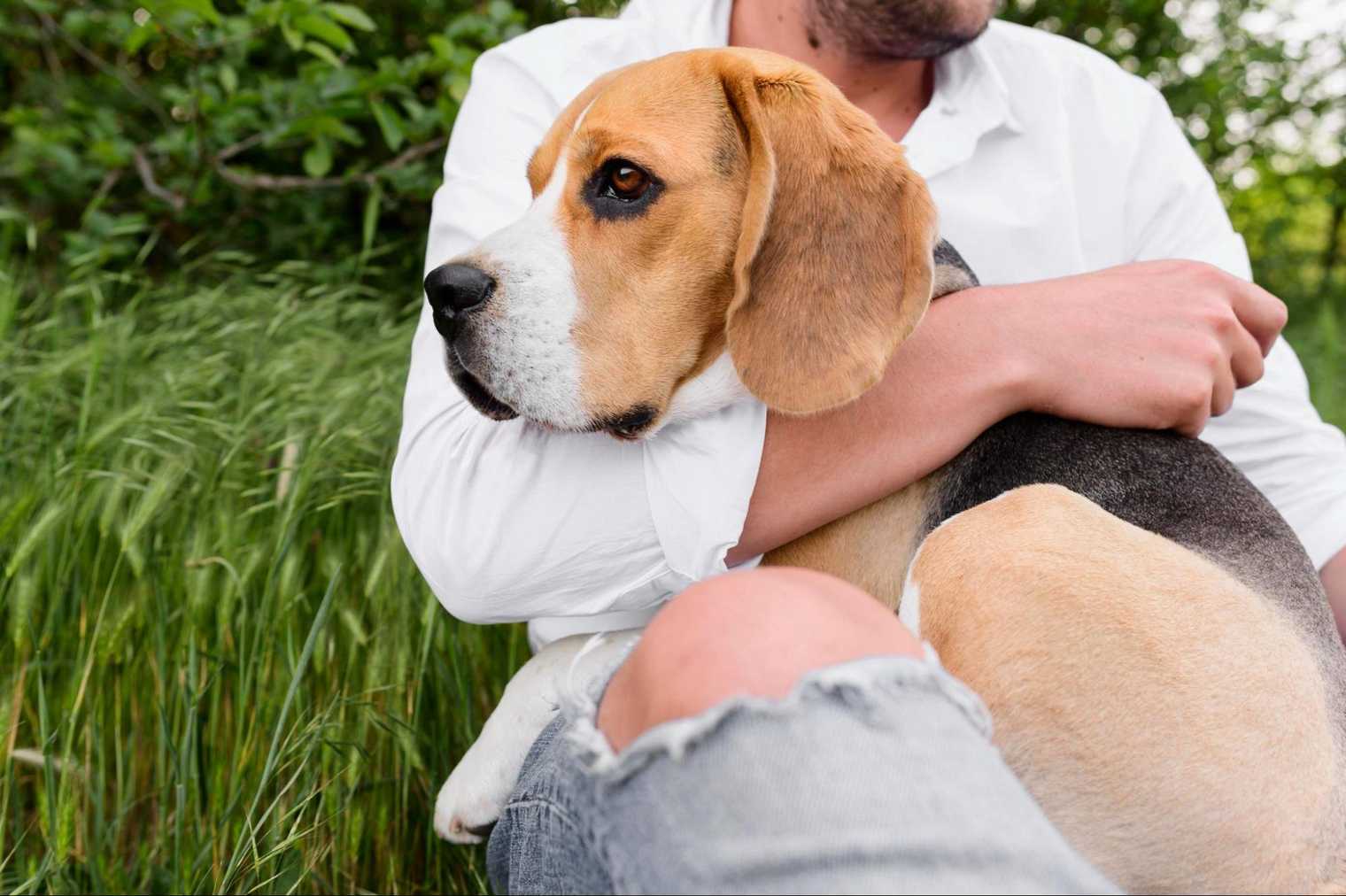 How to Make Your Dog Cuddly: Step-by-Step Guide