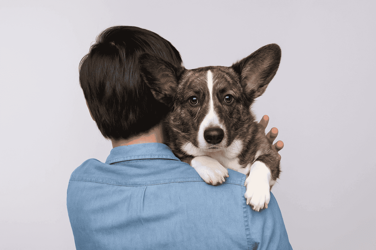 Miedo En Los Perros: Los 10 Más Comunes Y Cómo Ayudarles