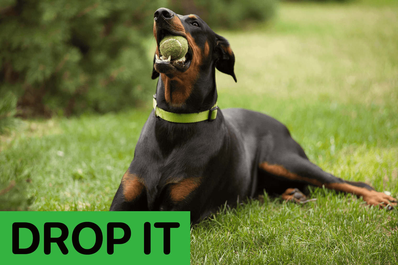 7 Basic Commands to Teach Your Dog