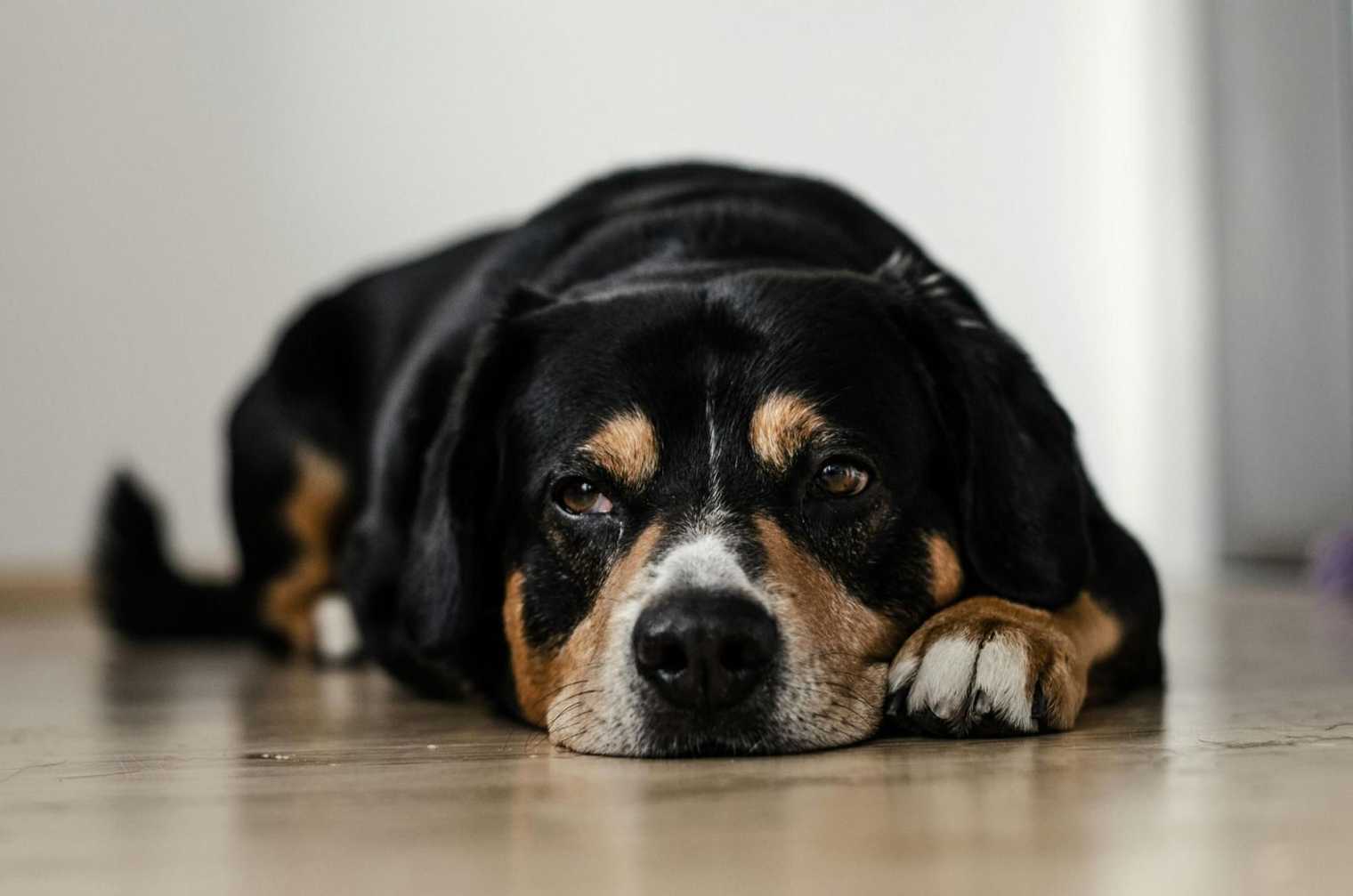 5 Easy Steps How to Teach Your Dog to Bow