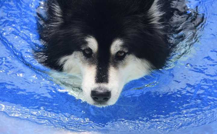 How to Teach a Dog to Swim: 10-Step Guide