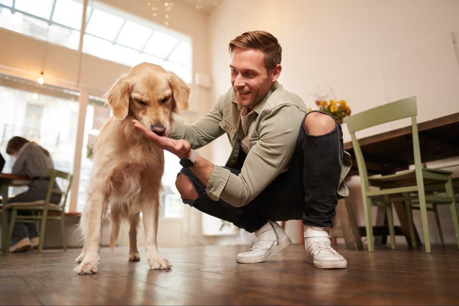 How To Teach Your Dog To Drop It in 6 Steps