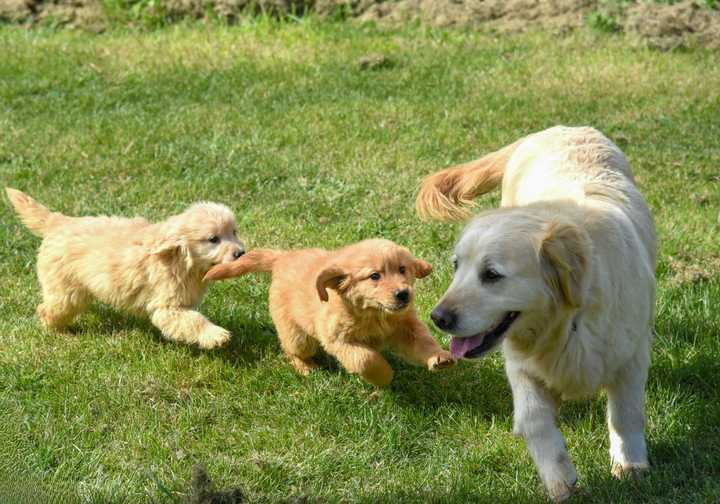 How to Properly Socialize a Puppy: Best Practices for Dog Owners