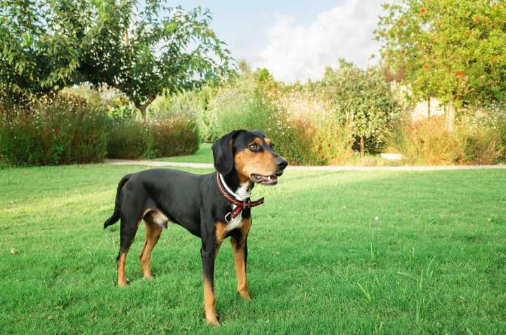 Why Do Dogs Sunbathe? 5 Steps to Make Sunbathing Safe