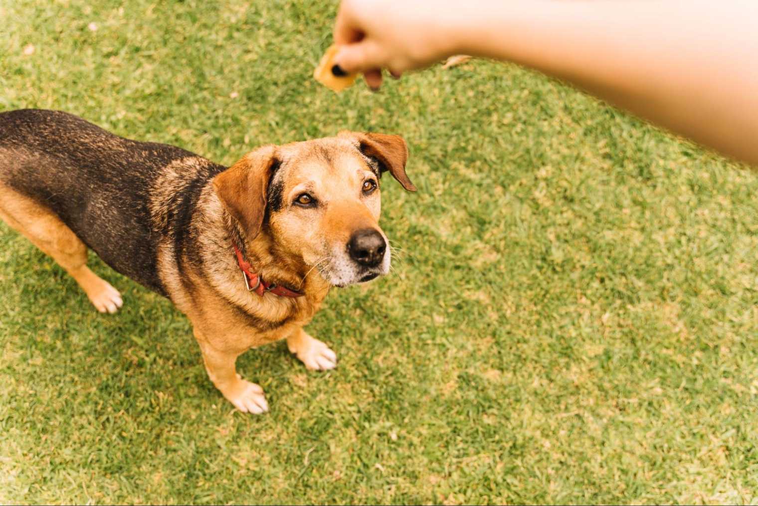 How to Teach Your Dog to Spin in 4 Simple Steps