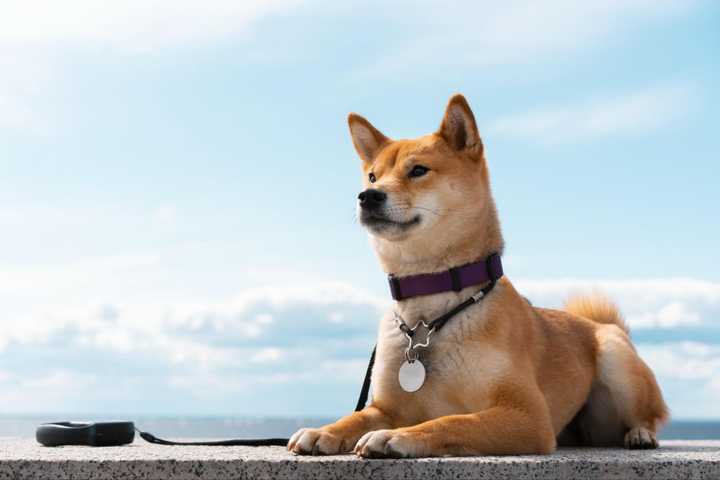 Why Do Dogs Sunbathe? 5 Steps to Make Sunbathing Safe