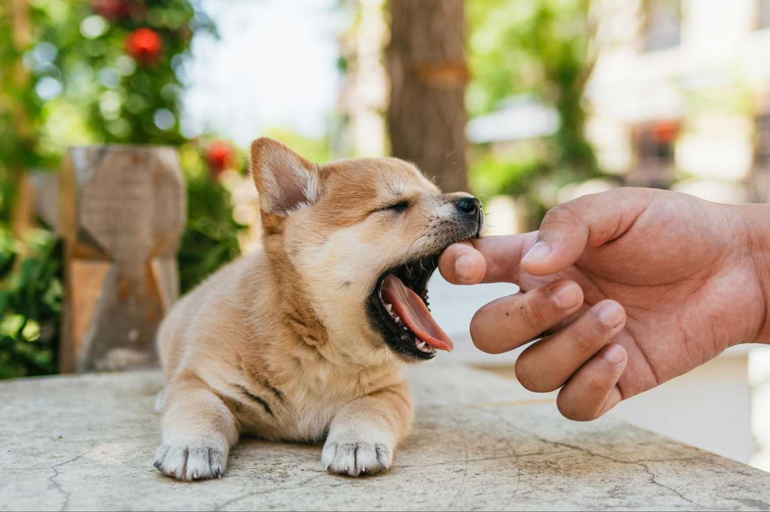 How to Get a Puppy to Stop Chewing on Things: A Complete Guide
