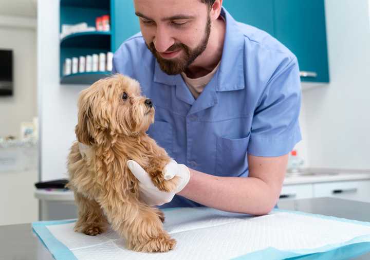 How Long Can a Dog Go Without Pooping? When to Worry & What to Do