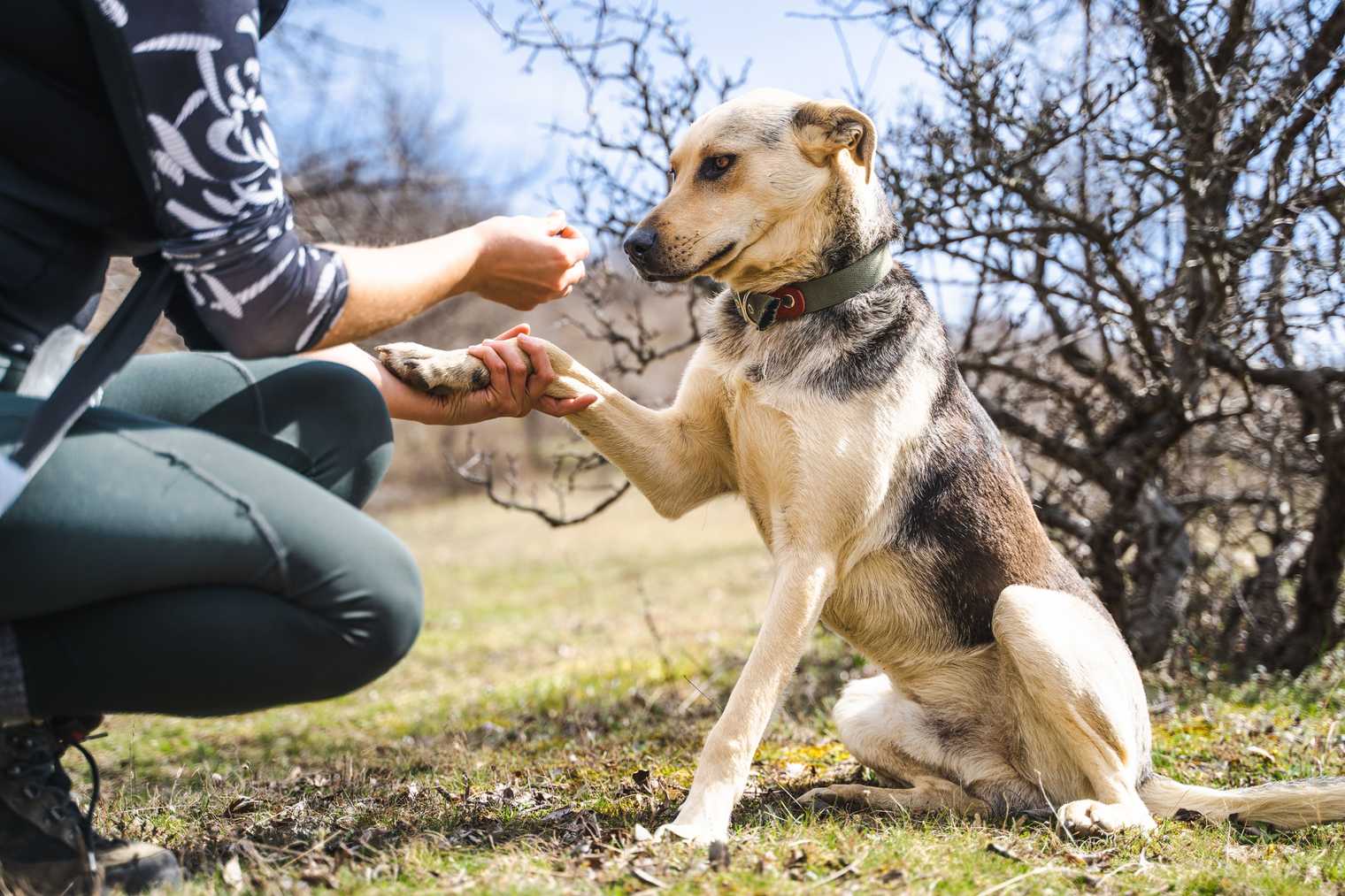 How to Teach a Dog Paw: 3 Simple Methods