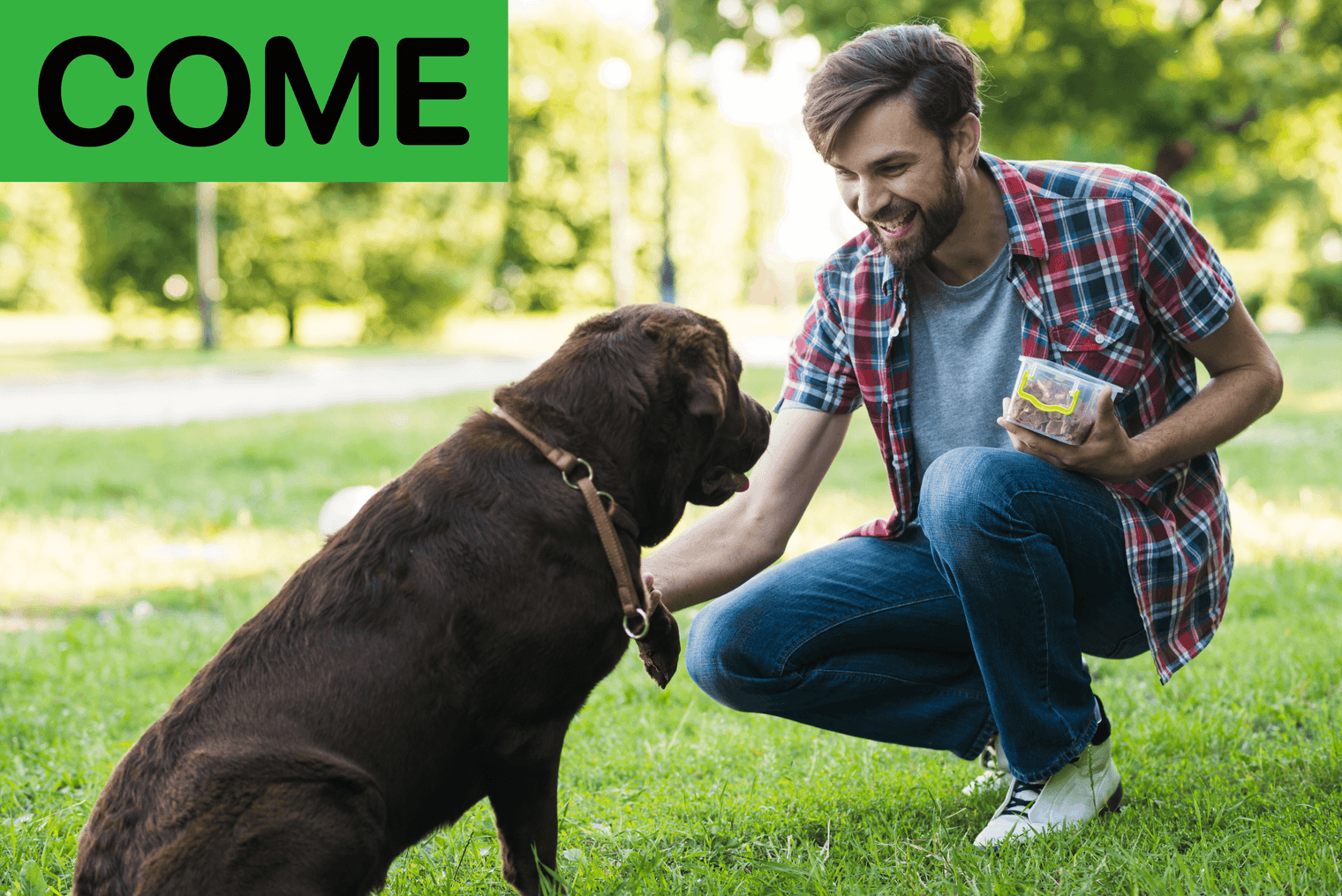 7 Basic Commands to Teach Your Dog