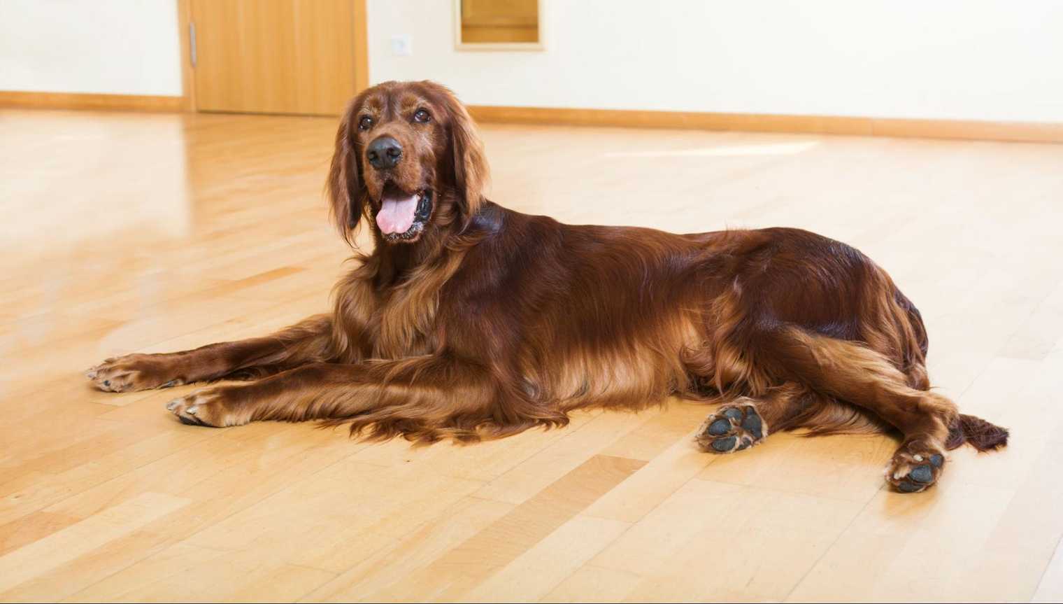 How to Teach Your Dog to Roll Over: 9-Step Guide