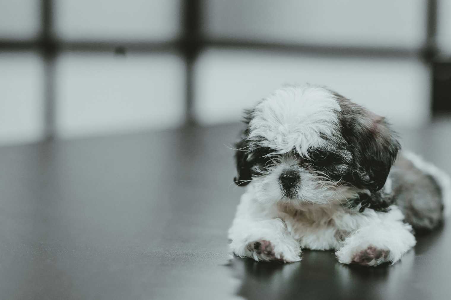 Puppy Growth: 7 Stages of Puppy Development