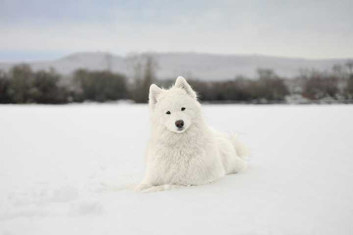 12 Dogs for Cold Weather: Your Complete Guide to Winter Dog Breeds