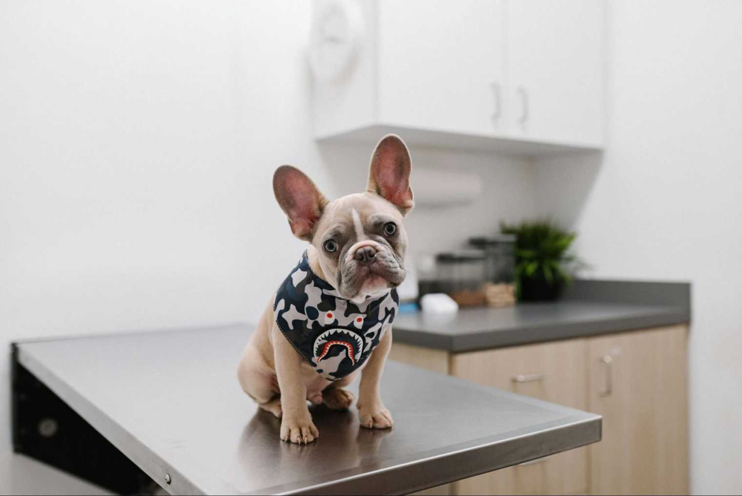 Protect Dog Paws From Hot Pavement: Prevention and Treatment