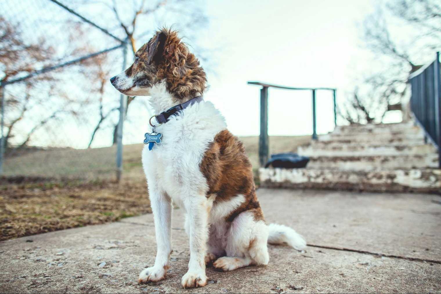 How to Teach Your Dog Off with Positive Reinforcement