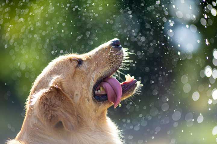 How Hot Is Too Hot for a Dog? Dog Walk Temperature Chart
