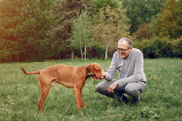 How to Train an Older Dog: Effective Techniques for a Happy Companion