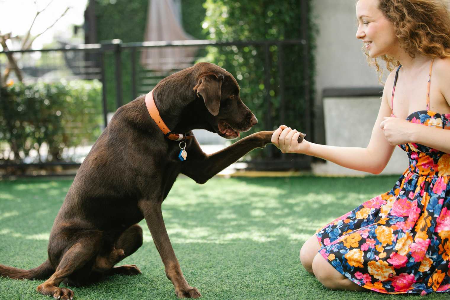 How To Teach Dog To Shake Hands: Your Ultimate Guide