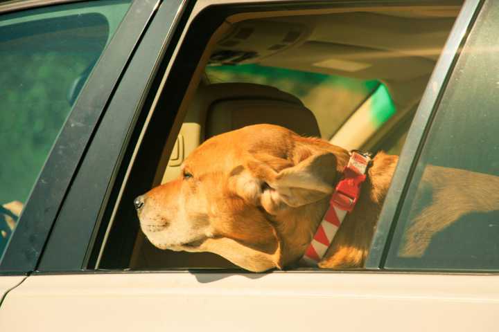 How Hot Is Too Hot for a Dog? Dog Walk Temperature Chart