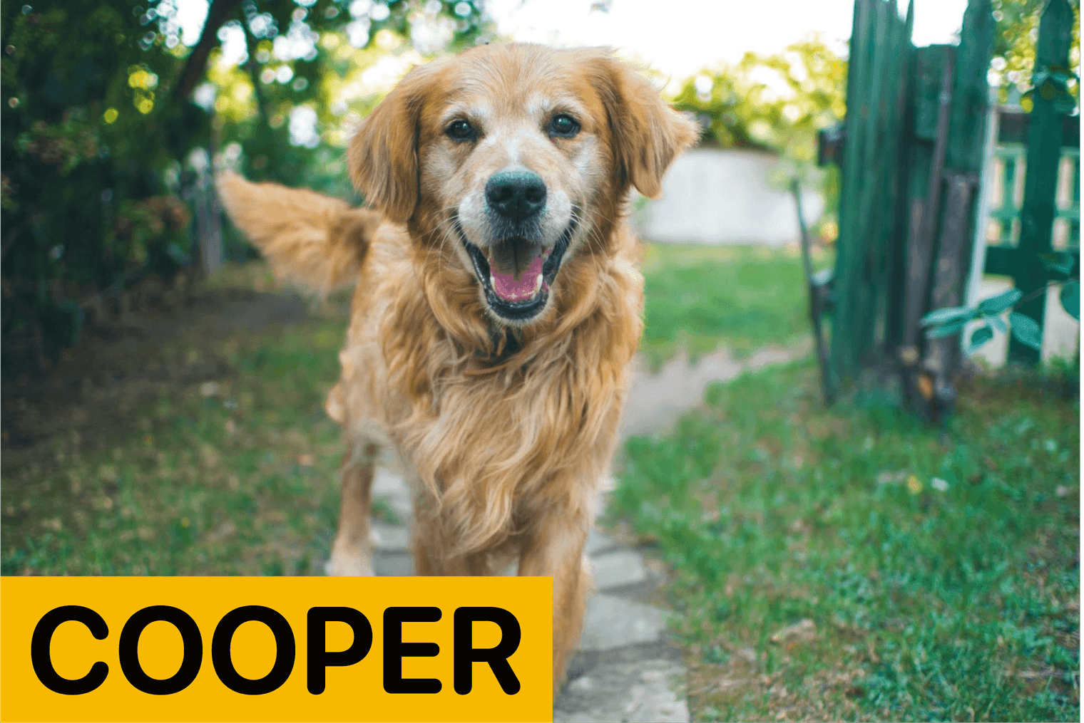 Top Dog Names: Most Common Dog Name Review