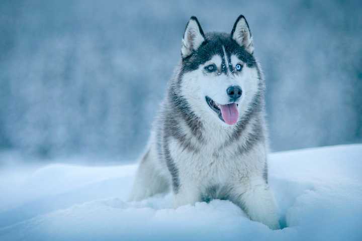 12 Dogs for Cold Weather: Your Complete Guide to Winter Dog Breeds