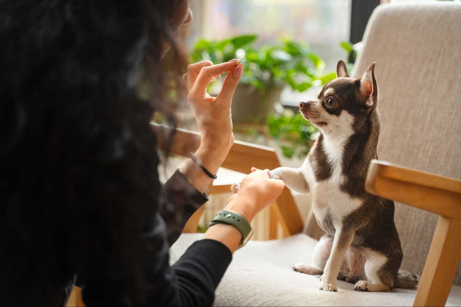 4 Practical Tips on Deaf Dog Training