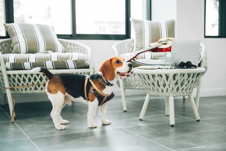 Teaching Dog to Stay: Step-by-Step Guide