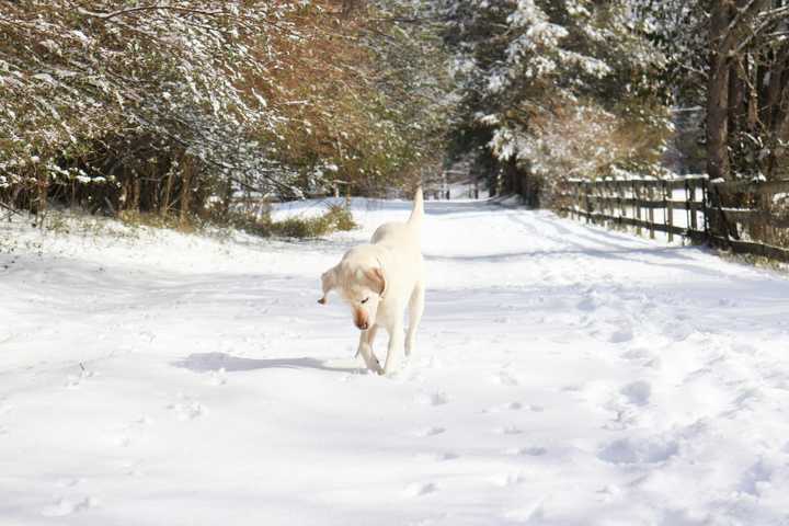 How to Protect Dog Paws in Winter: 9 Essential Paw Care Tips