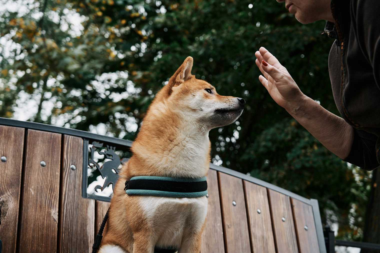 4 Practical Tips on Deaf Dog Training