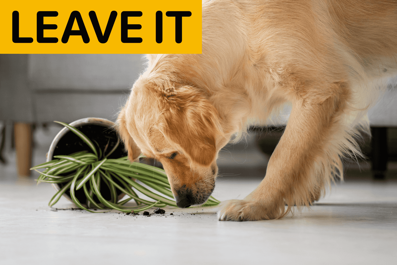 7 Basic Commands to Teach Your Dog