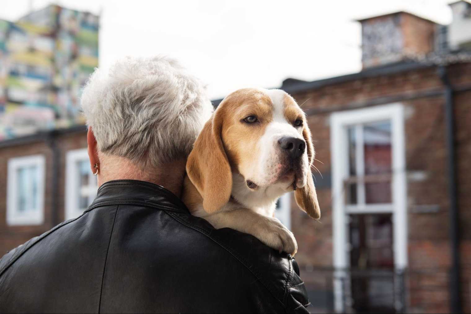 How to Train an Older Dog: Effective Techniques for a Happy Companion